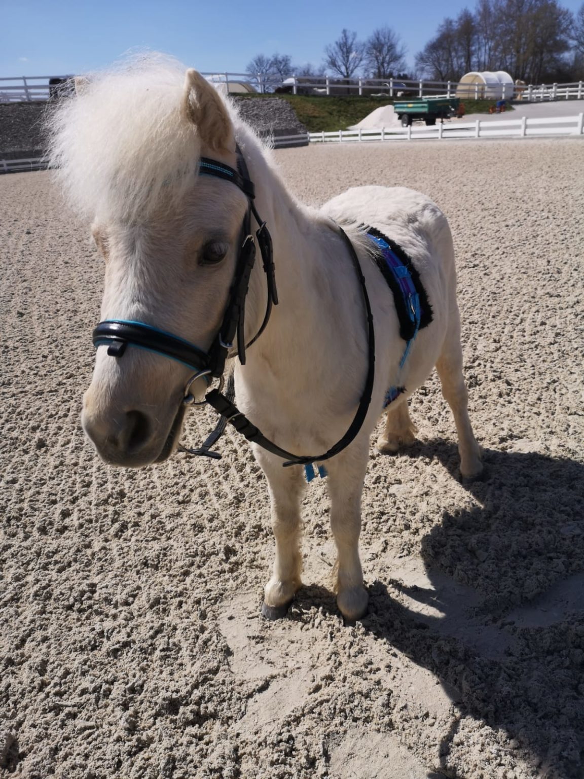 Minipferde | CD|Classic Dressage